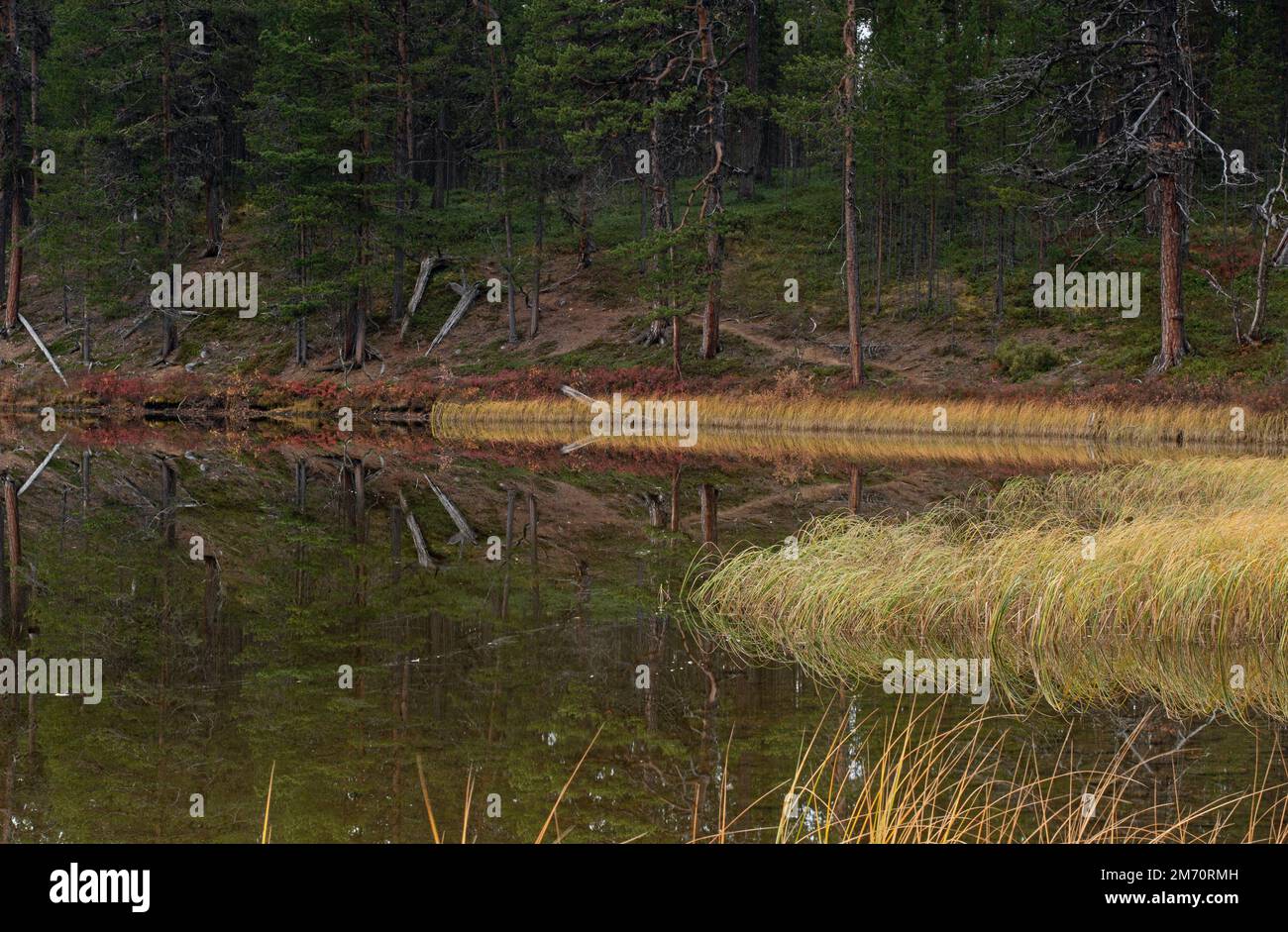 Lake in Lemmenjoki National Park, near Inari, Finland Stock Photo - Alamy
