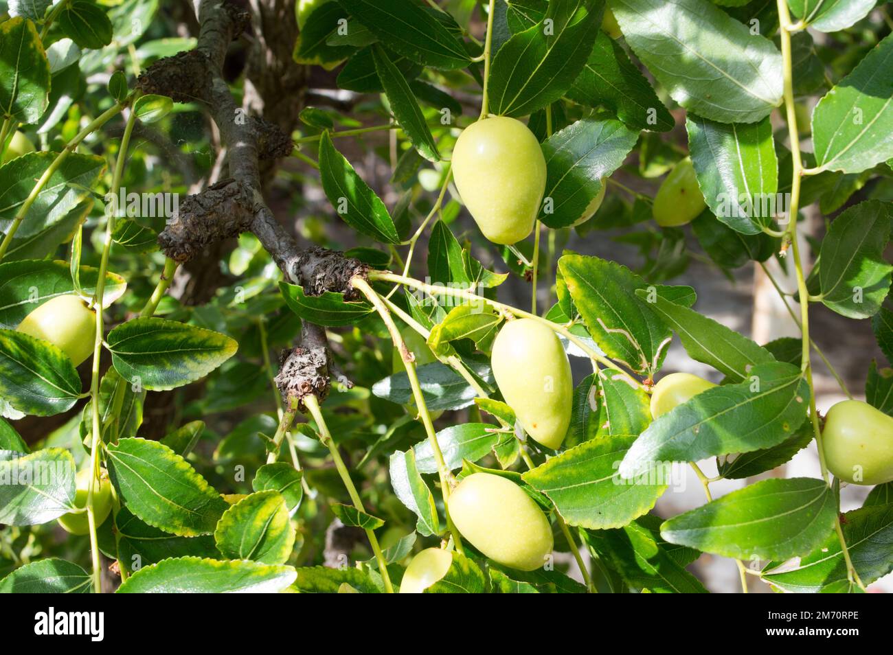 Branch with jujube fruits, Mediterranean fruits, Ziziphus jujuba ...