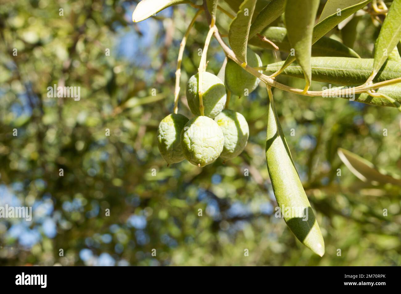 Branch with dry and wrinkled olive fruits because of high temperature ...