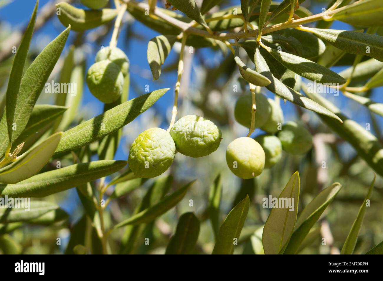 Branch with dry and wrinkled olive fruits because of high temperature ...
