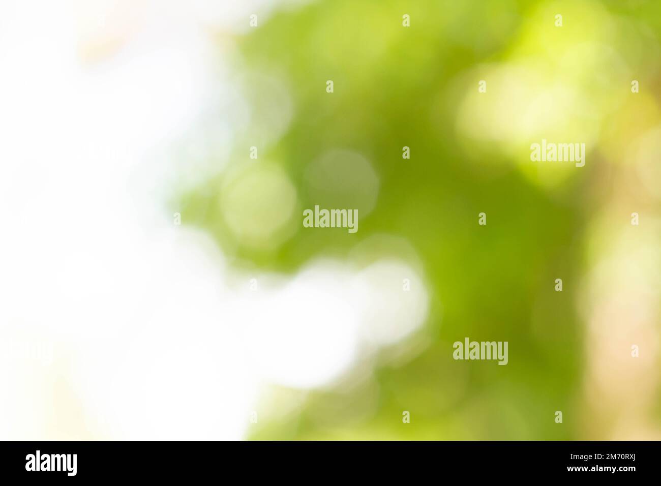 Abstract background. Background in blur out of focus. Texture in shades of green. Bokeh in the ...