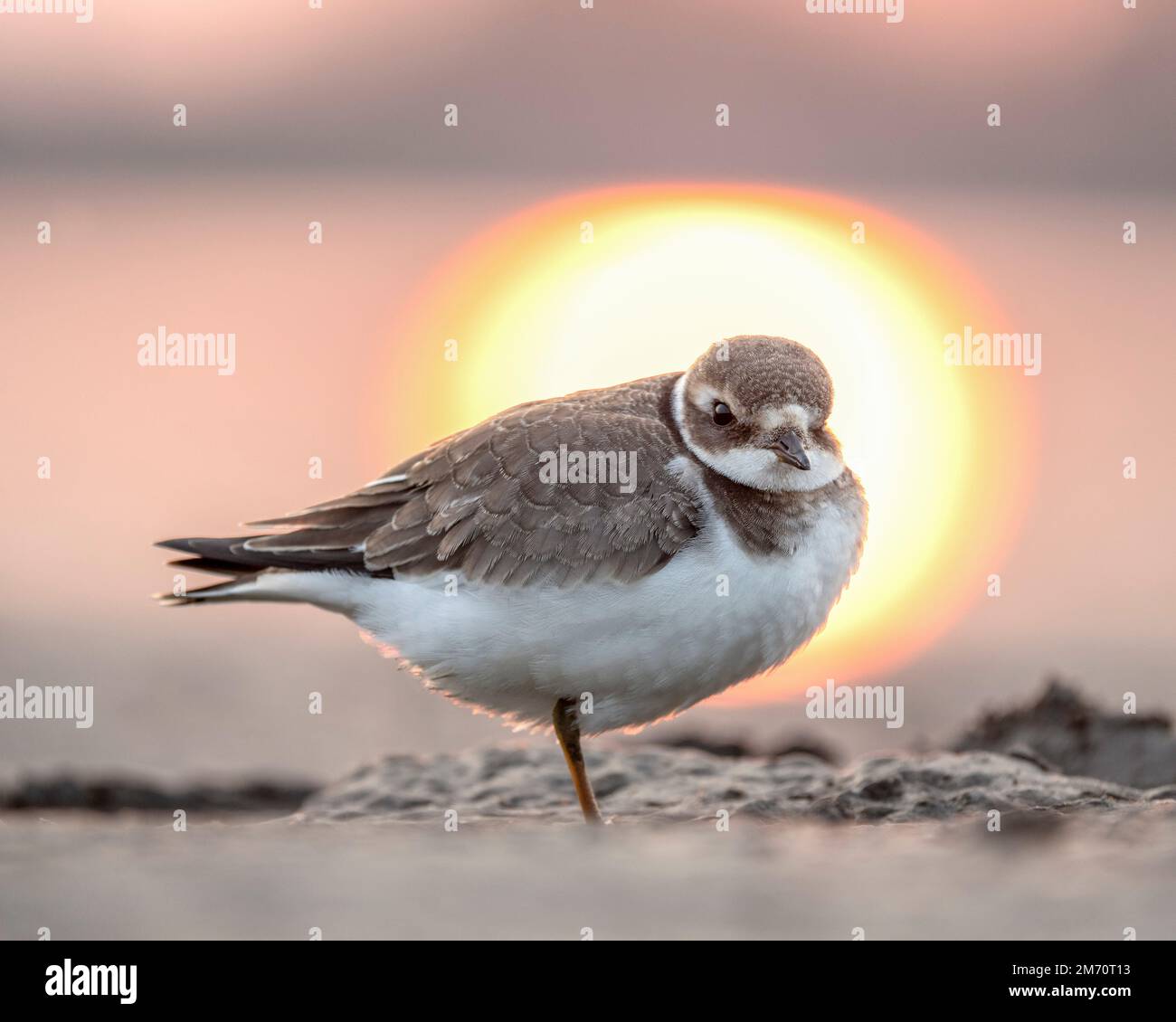 Common ringed plover or ringed plover (Charadrius hiaticula) is a small ...