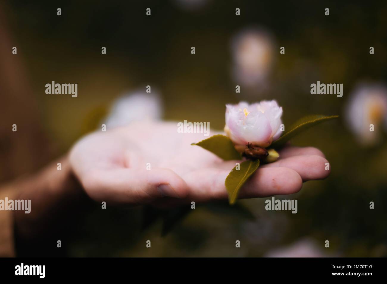 Gentle Flower in a Female Hand Stock Photo - Alamy