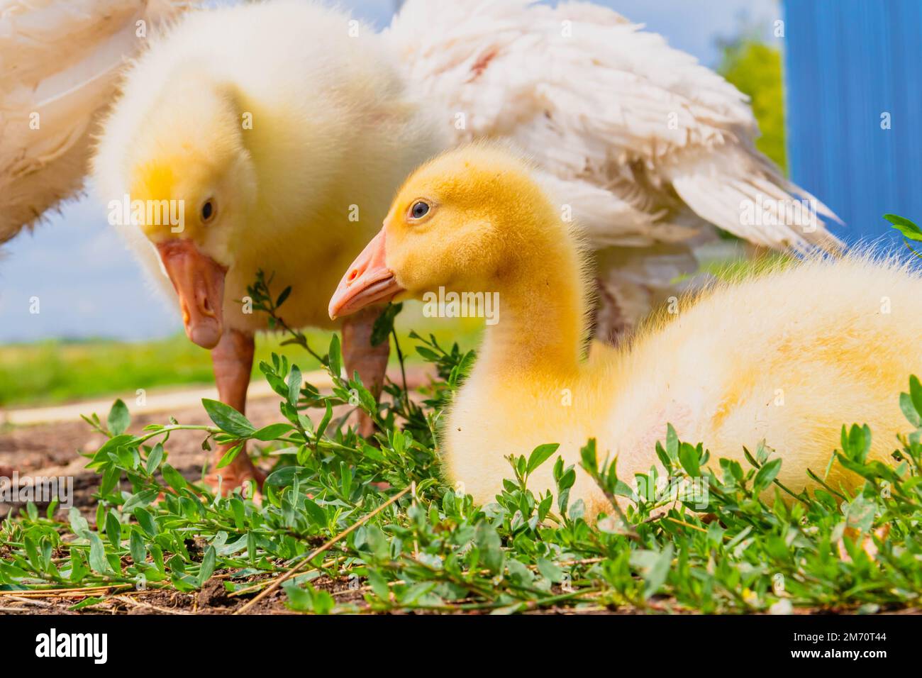 Gosling. Poultry farm for breeding geese. Little goose chicks in the ...