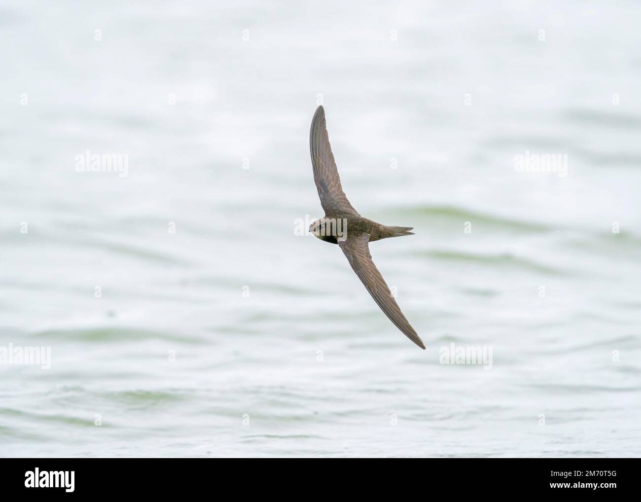 Common swift (Apus apus) in flight over water Stock Photo - Alamy