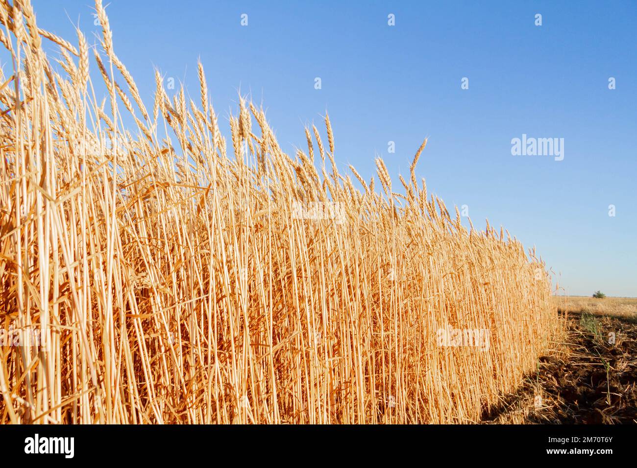 New crop of wheat. Ears of wheat in the sun. Field before harvest ...