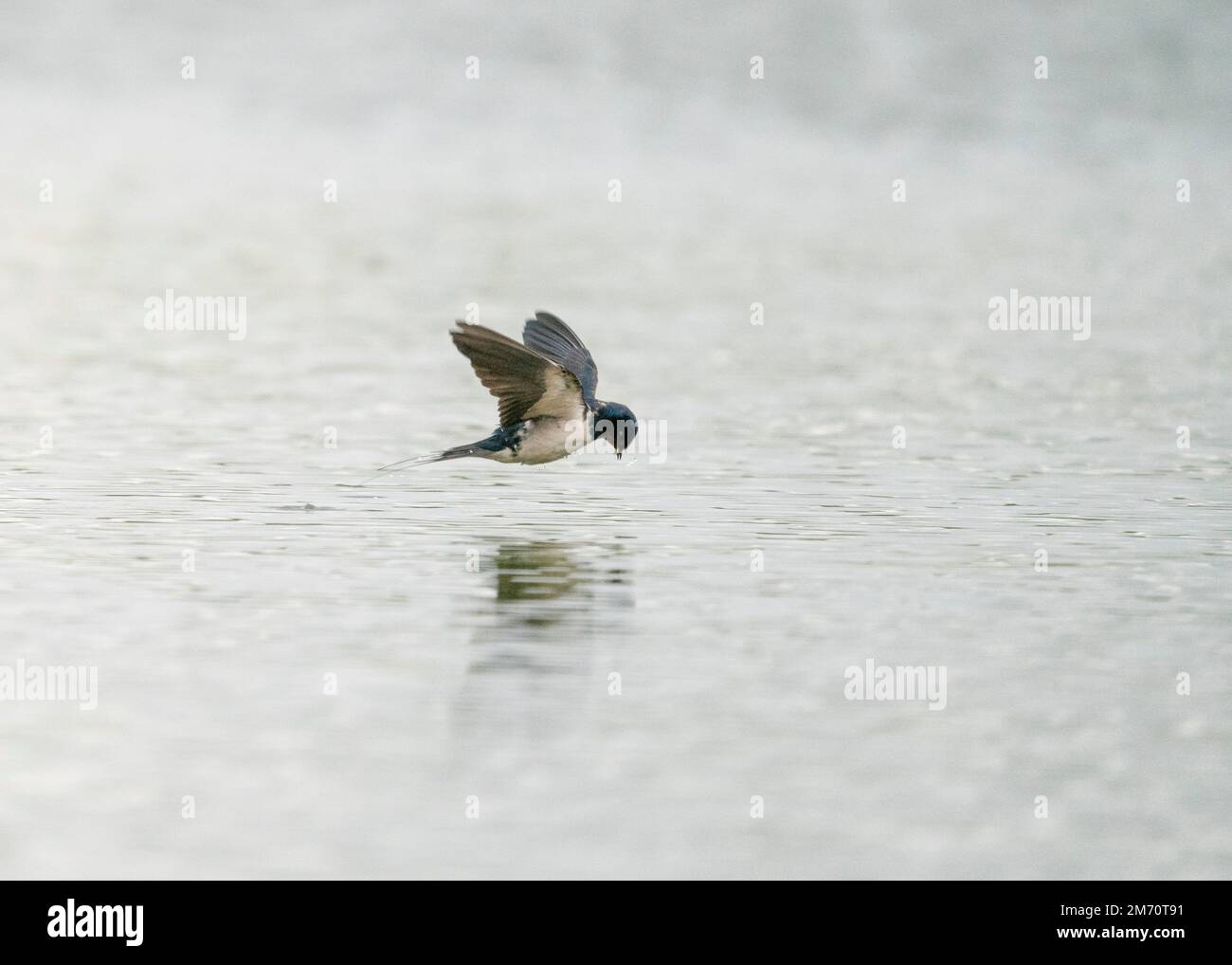 Barn swallow (Hirundo rustica) catches insects in flight over water ...