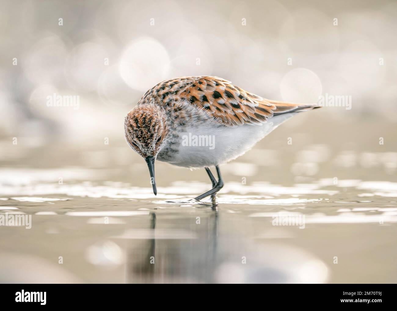 Little stint (Calidris minuta or Erolia minuta), is a very small wader ...