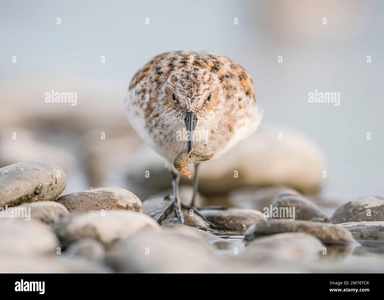 Little stint (Calidris minuta or Erolia minuta), is a very small wader ...