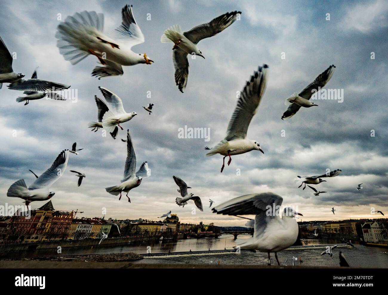 Prague, Czech Republic. 06th Jan, 2023. Seagulls flyes over Charles ...