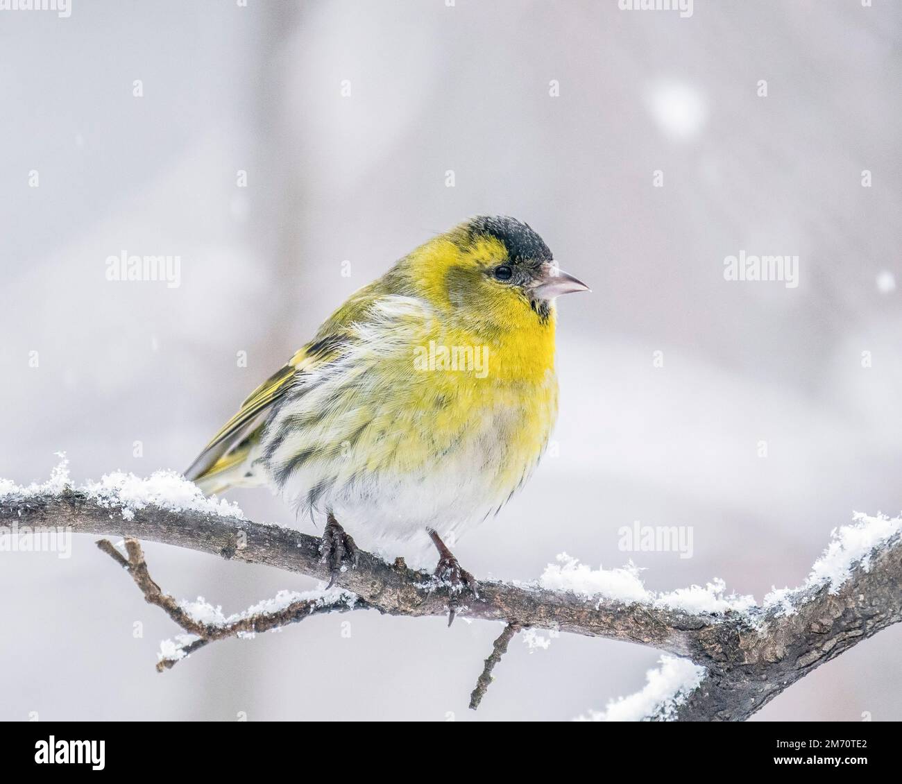 Eurasian siskin (Spinus spinus) is a small passerine bird in the finch ...