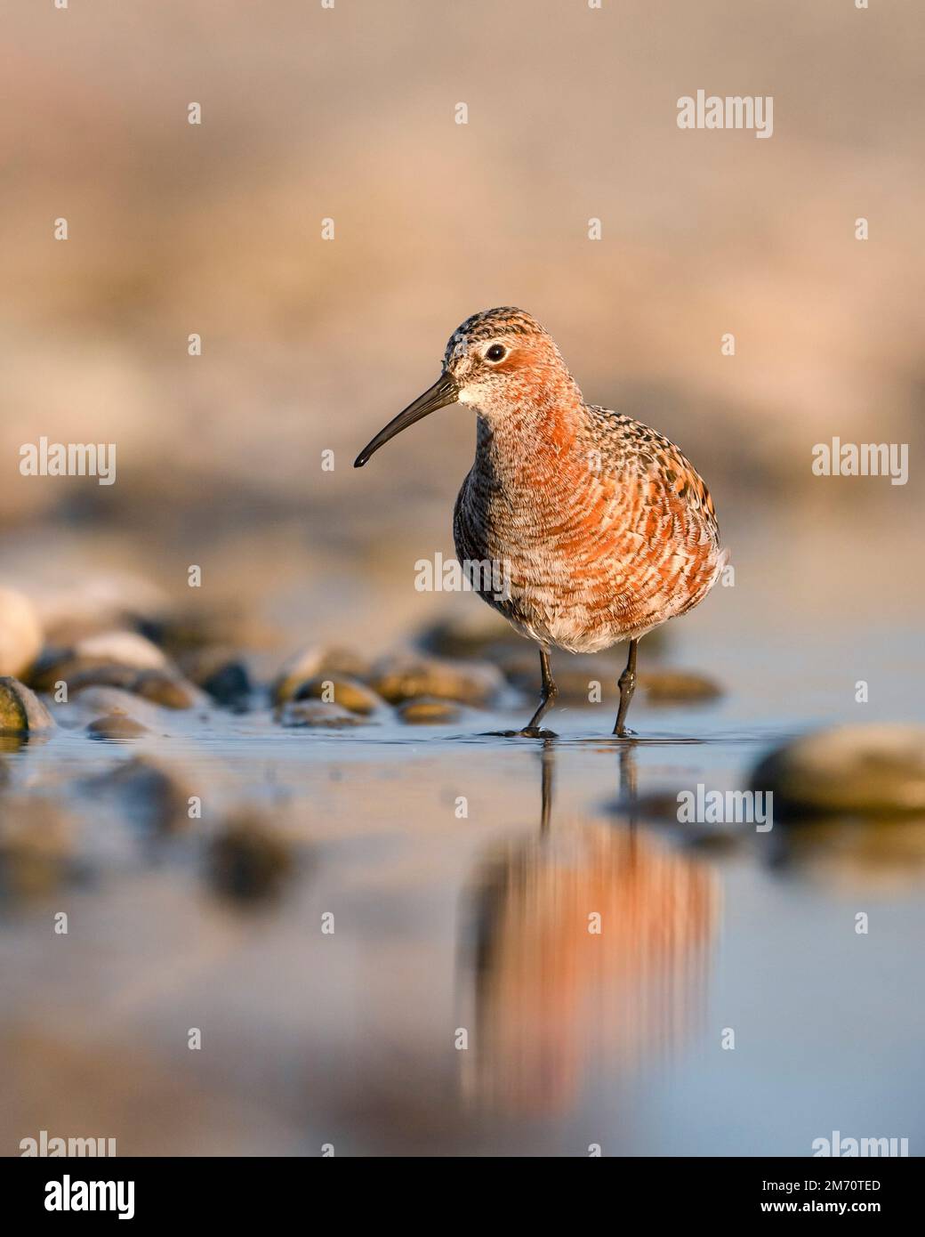 Curlew sandpiper (Calidris ferruginea) is a small wader of the ...