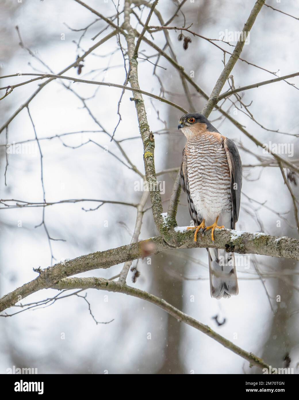 Eurasian sparrowhawk (Accipiter nisus), also known as the northern ...