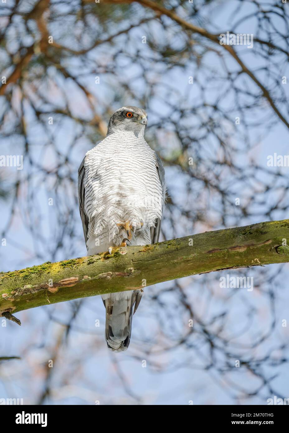 Northern goshawk (Accipiter gentilis) is a species of medium-large bird ...