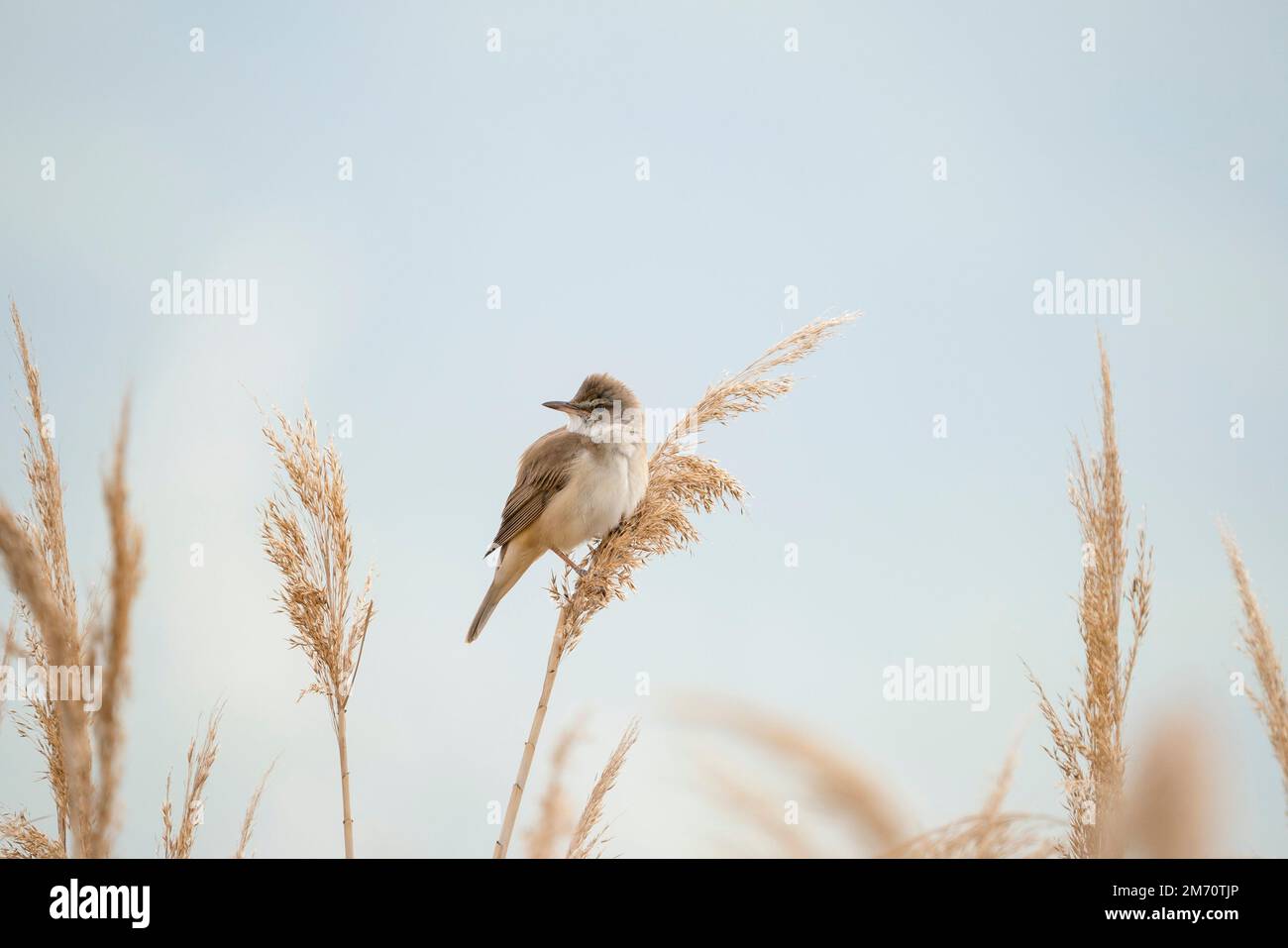 Great reed warbler (Acrocephalus arundinaceus) is a passerine bird of the Acrocephalidae family ...