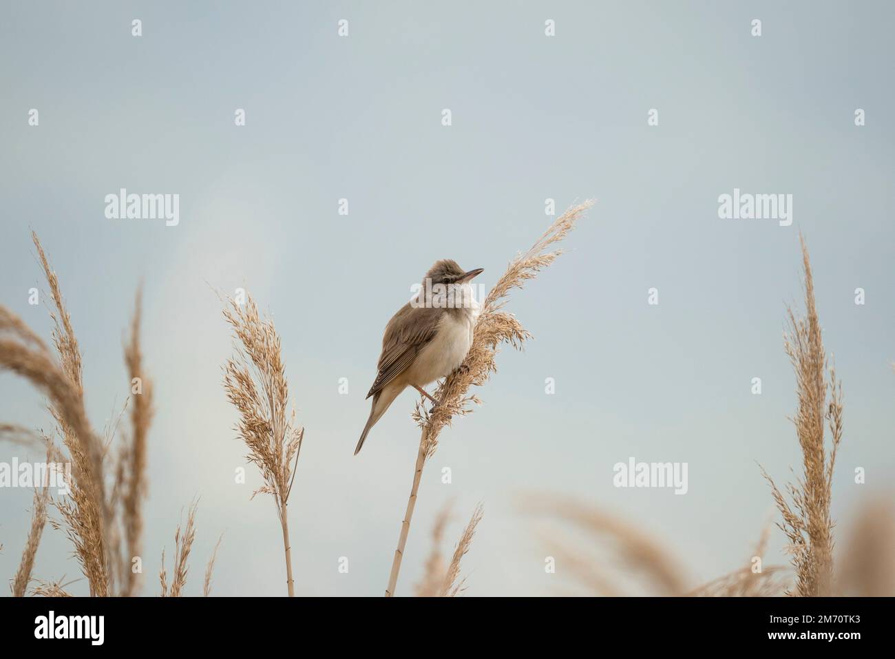 Great reed warbler (Acrocephalus arundinaceus) is a passerine bird of ...