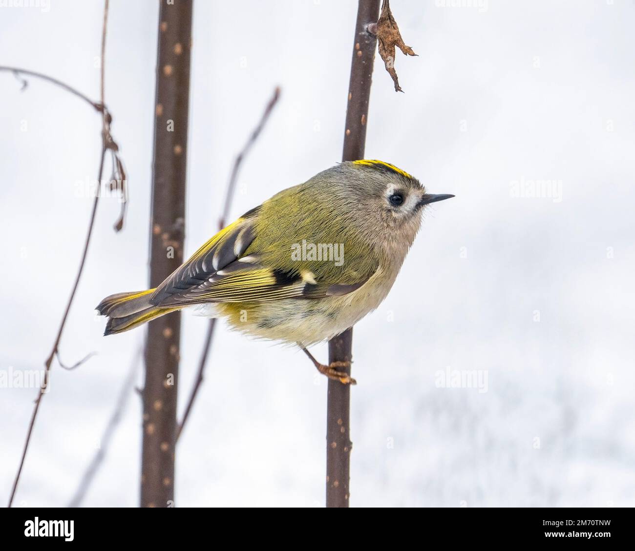 Goldcrest (Regulus regulus) is a very small passerine bird in the ...