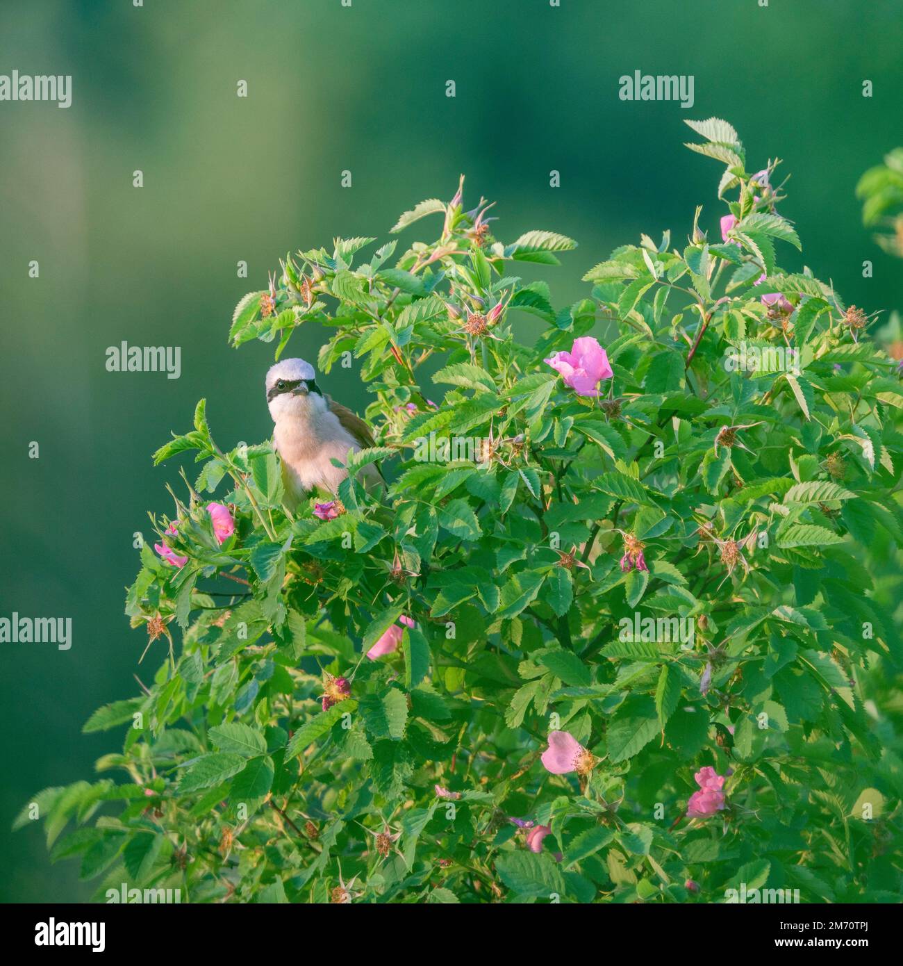 Red-backed shrike (Lanius collurio) is a carnivorous passerine bird and ...