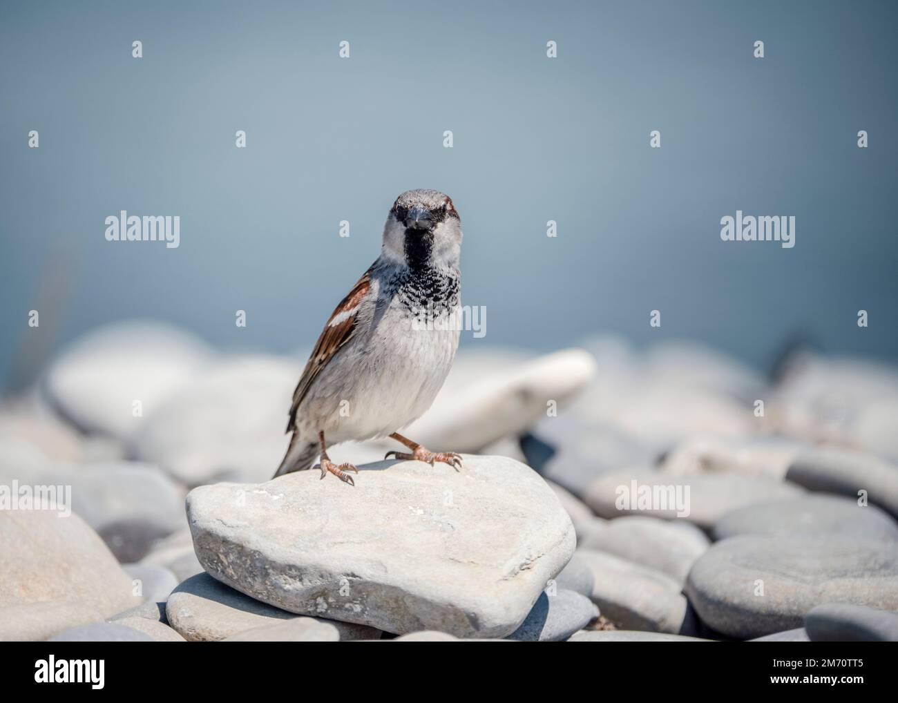 House sparrow (Passer domesticus) is a bird of the sparrow family Passeridae. A male House ...