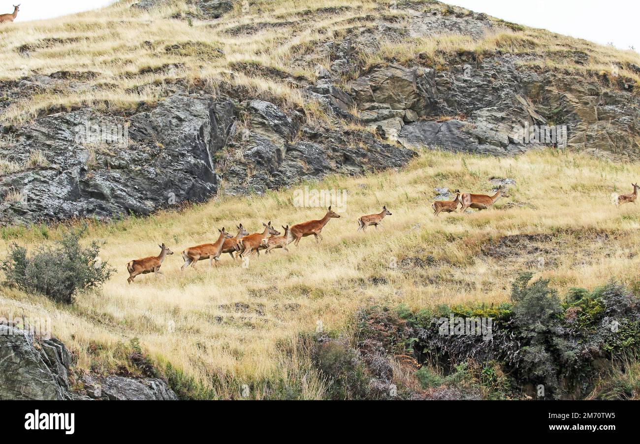 Red deer herd, New Zealand Stock Photo - Alamy
