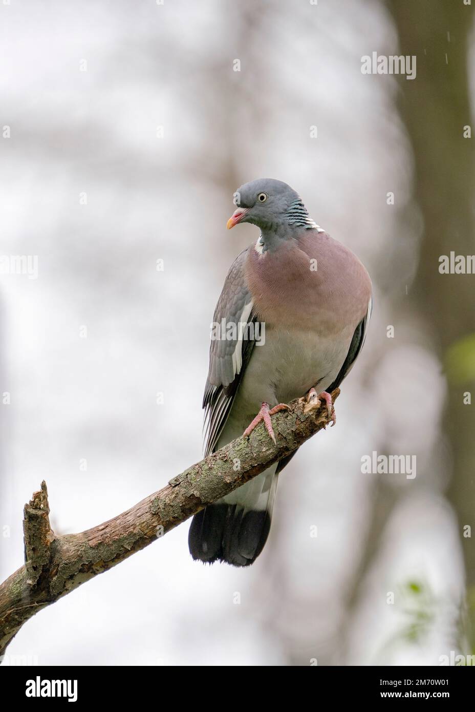 Common wood pigeon or common woodpigeon (Columba palumbus) is a common ...