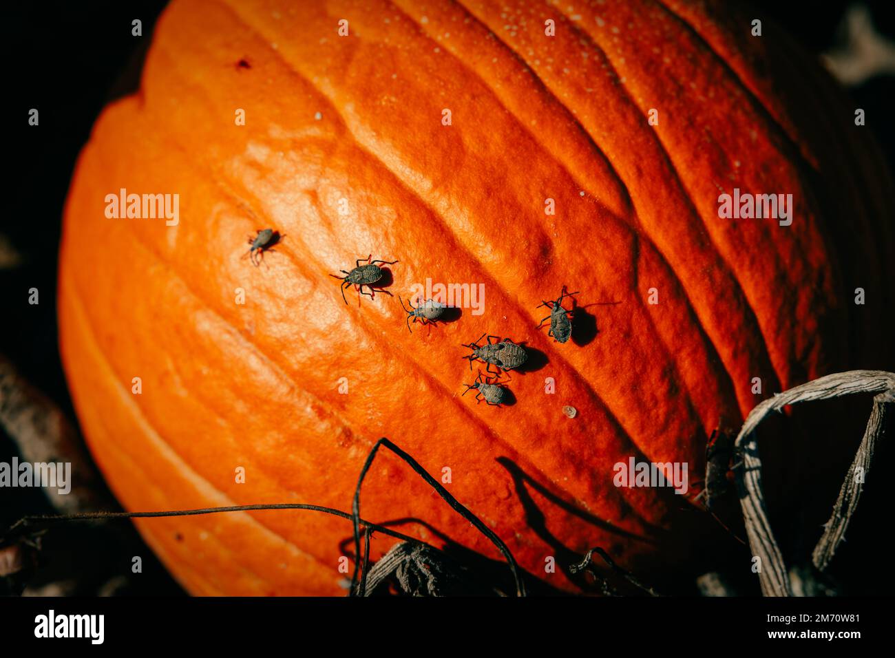A closeup shot of an orange pumpkin in the pumpkin patch with several ...