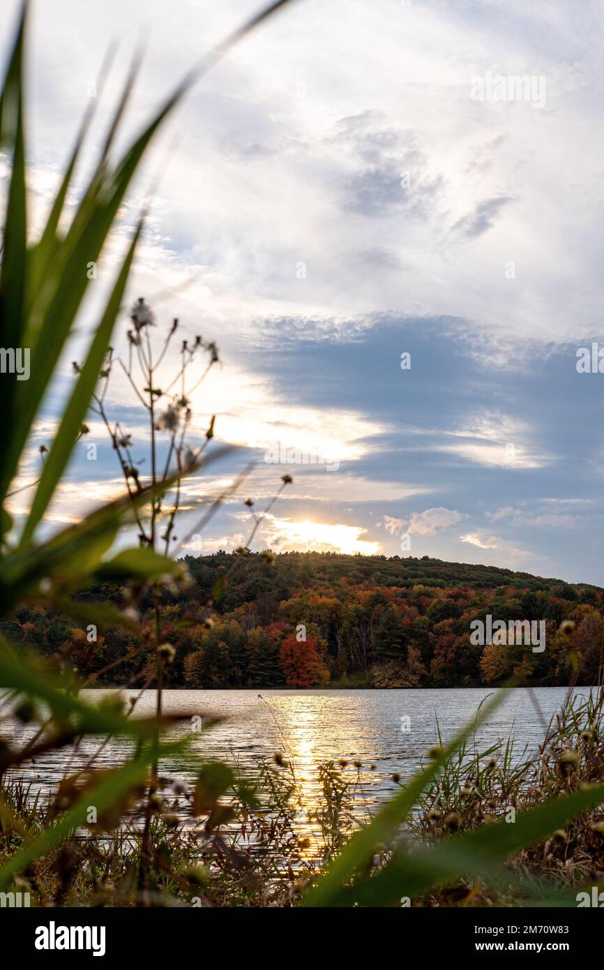 A vertical shot of a beautiful lake through the leaves of the grass ...