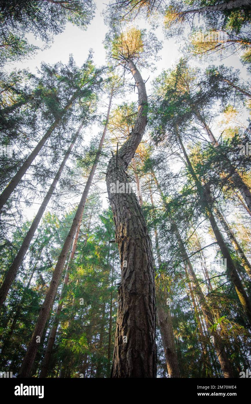 A vertical low-angle shot of high trees with green and yellow leaves ...