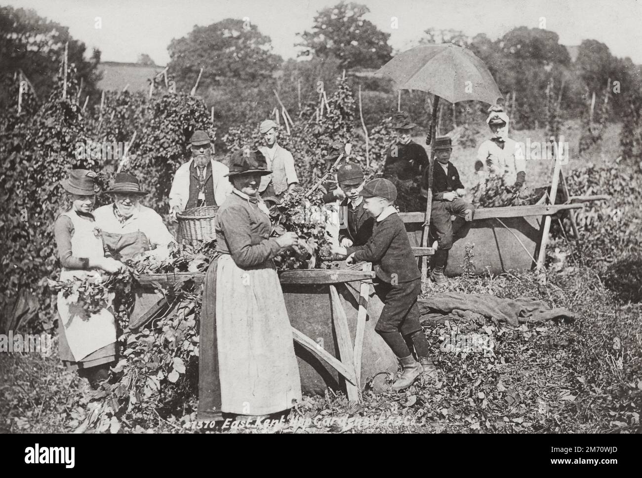 Vintage late 19th/early 20th century photograph: 1901 - Hop-picking ...