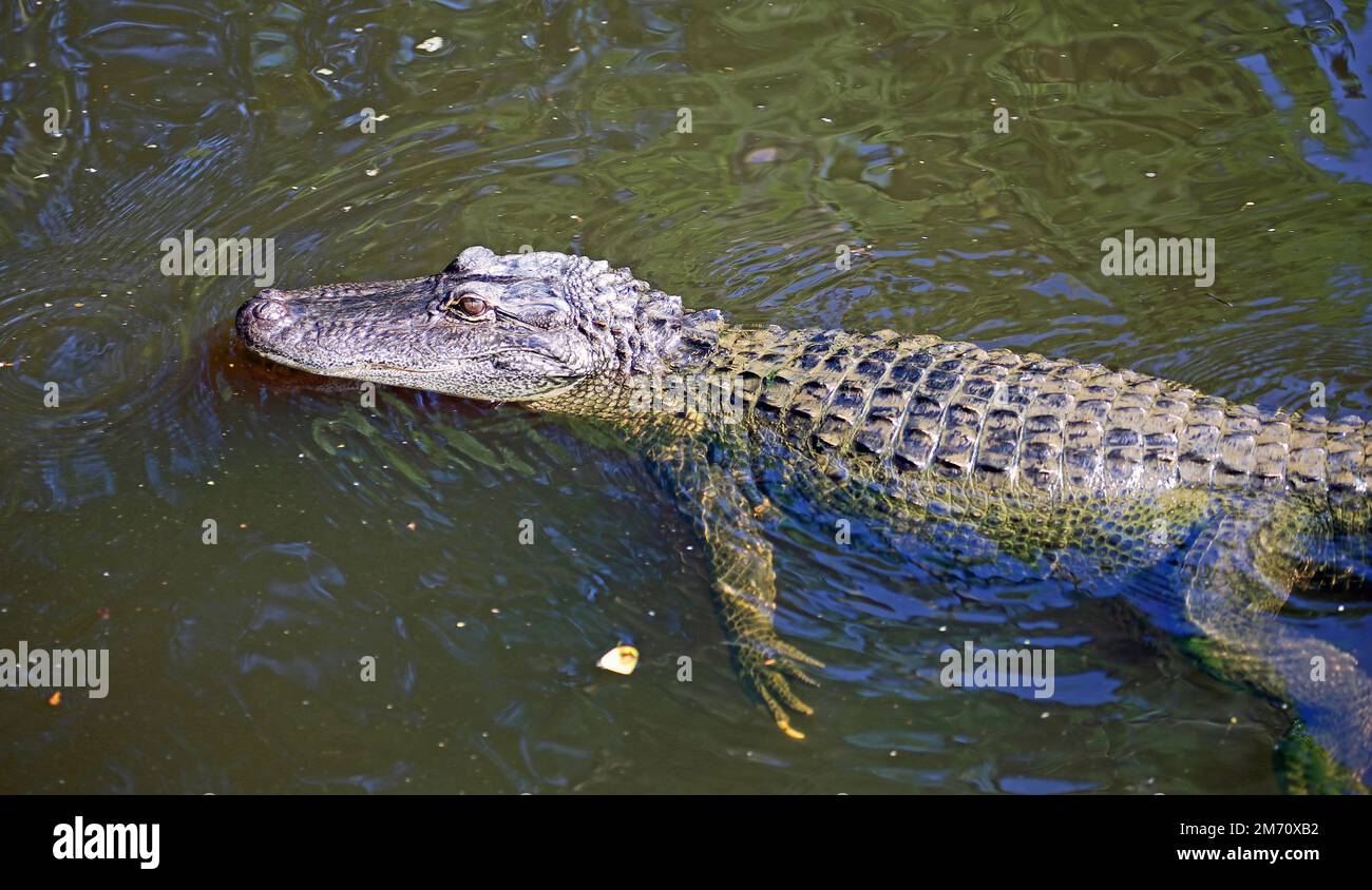 Cajun Grocer Alligator at William Stork blog