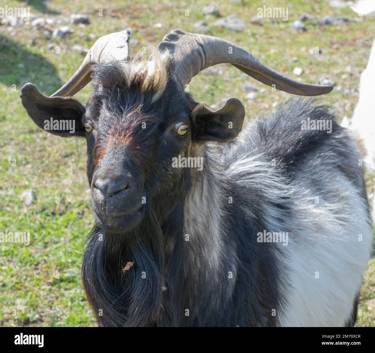A close-up shot of a black and white goat in a wild nature Stock Photo ...