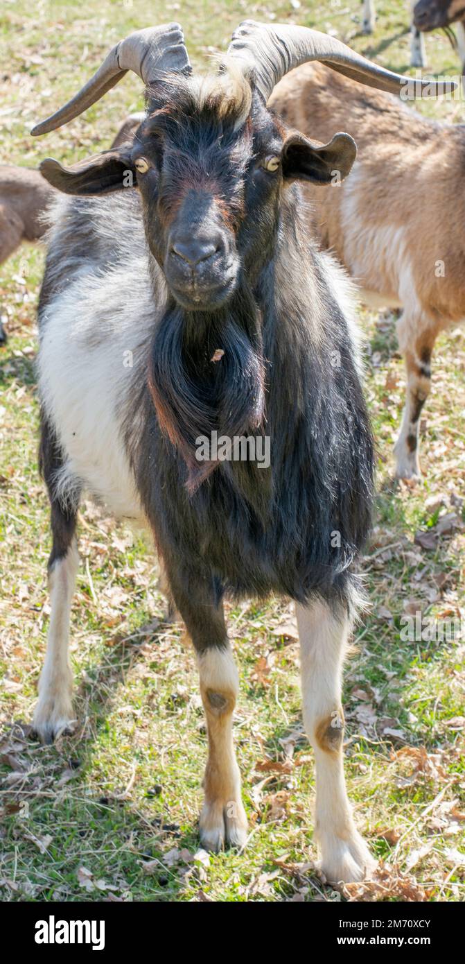 A vertical shot of goats standing in the meadow Stock Photo - Alamy