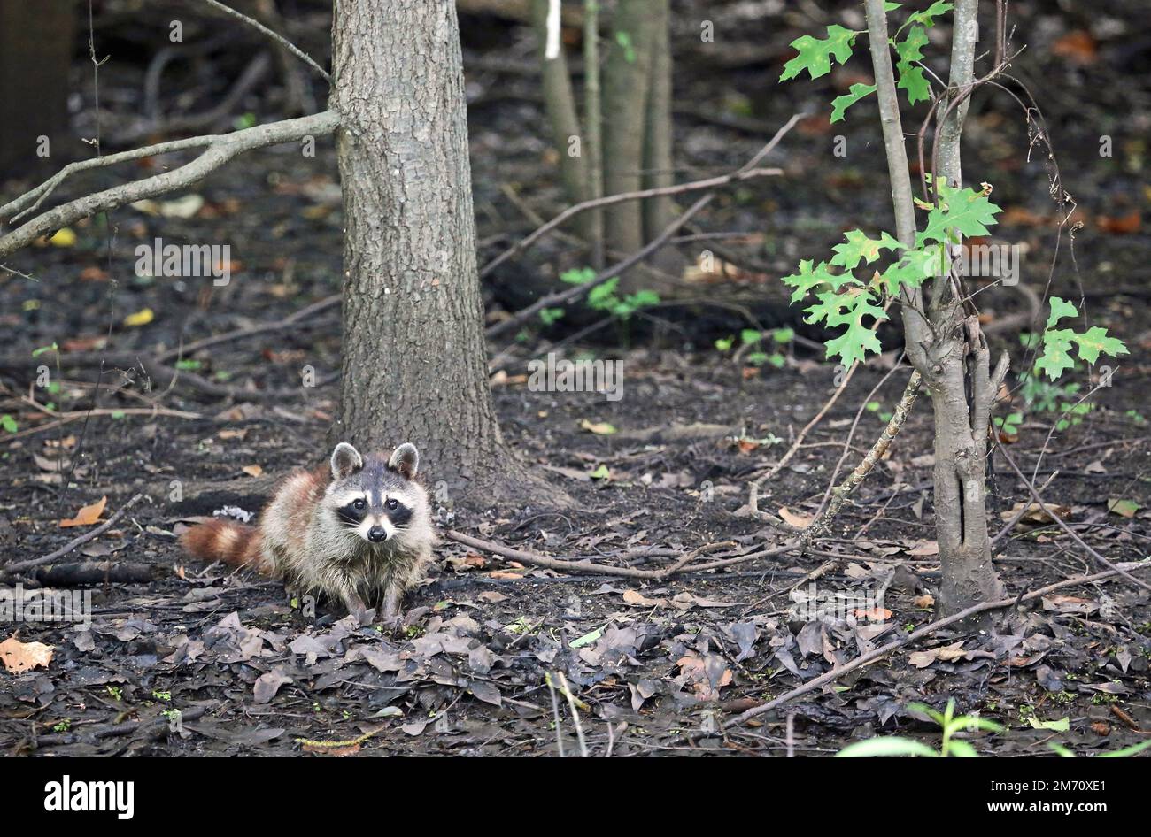 Raccoon in dark forest Stock Photo - Alamy