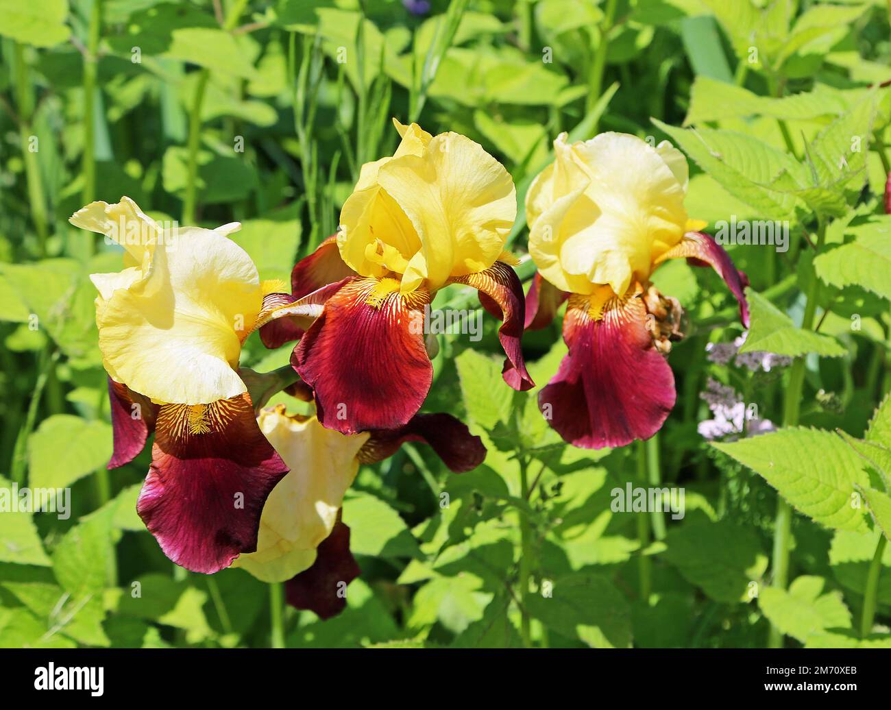 Three Iris flowers Stock Photo - Alamy