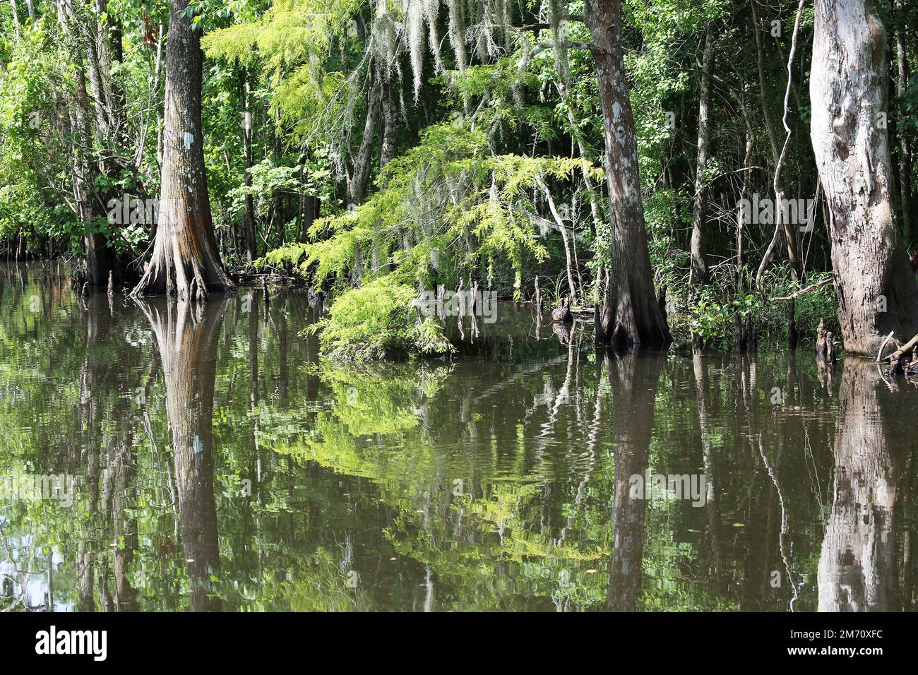 Cajun swamp, Louisiana Stock Photo - Alamy