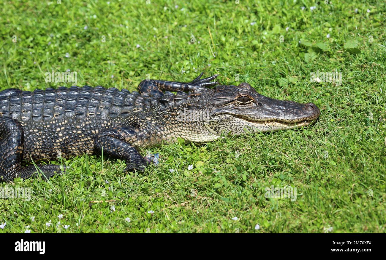 Alligator Eating Grass