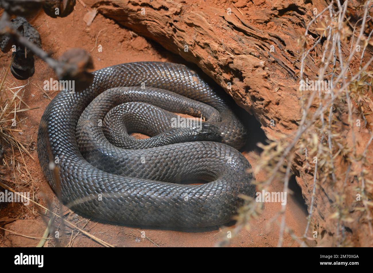 dangerous snake in the Australian outback Stock Photo - Alamy