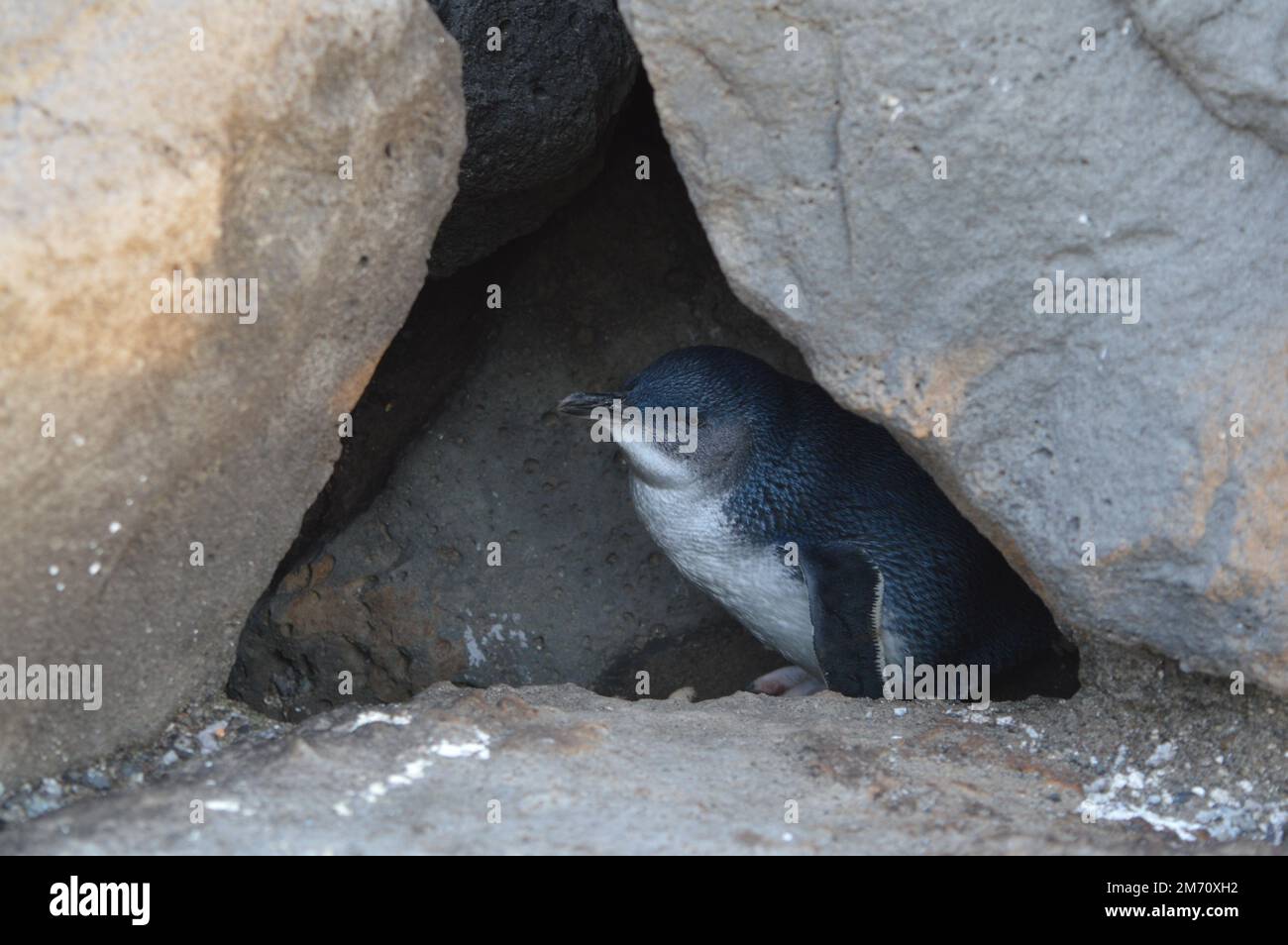 penguin in a cave near Melbourne Stock Photo - Alamy