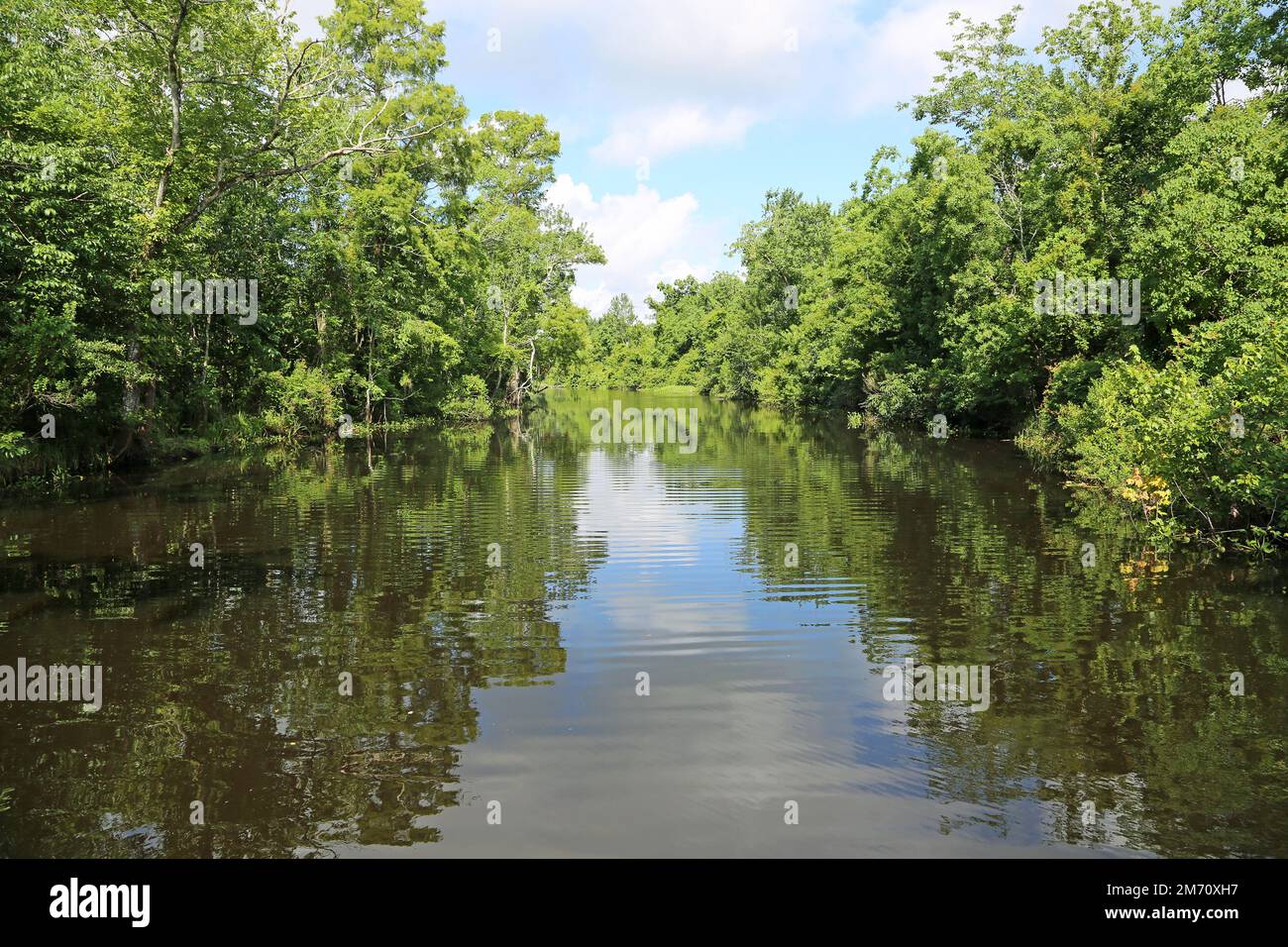 Trip on Cajun swamp, Louisiana Stock Photo - Alamy