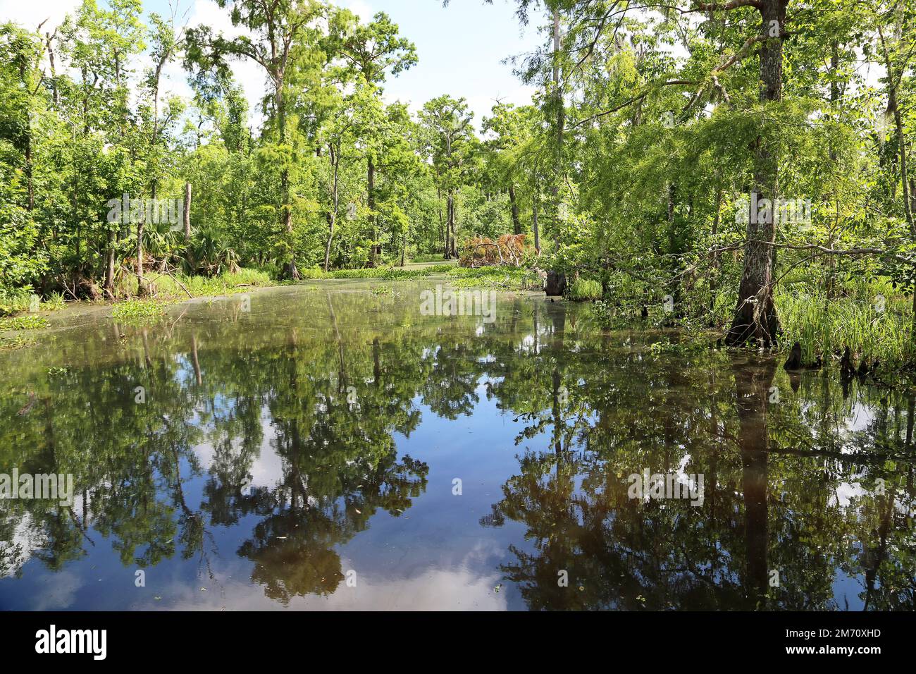 Calm water of Cajun swamp, Louisiana Stock Photo - Alamy