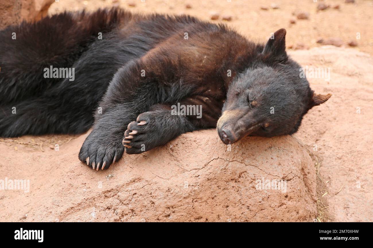 Bear sleeping on the rock Stock Photo - Alamy
