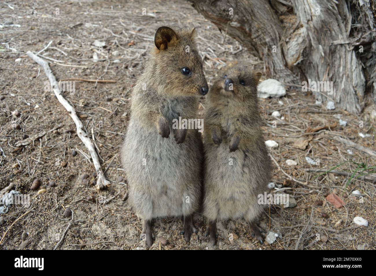 cute quokka couple in australia Stock Photo - Alamy