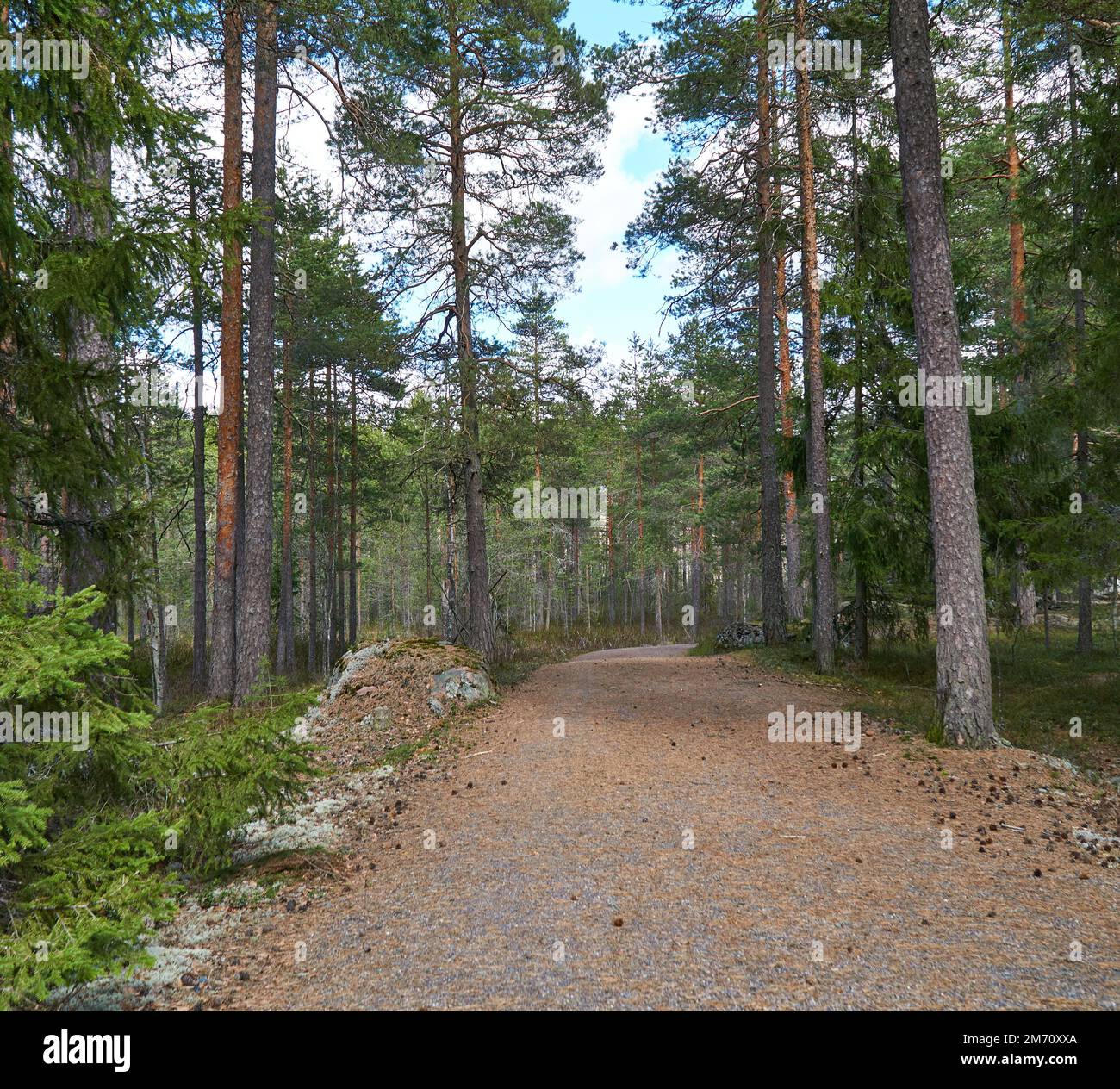 A walking path in a forest with tall pine trees Stock Photo - Alamy