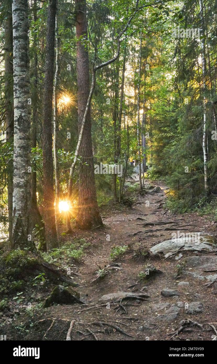 A vertical shot of a walking path in a forest with tall pine trees ...