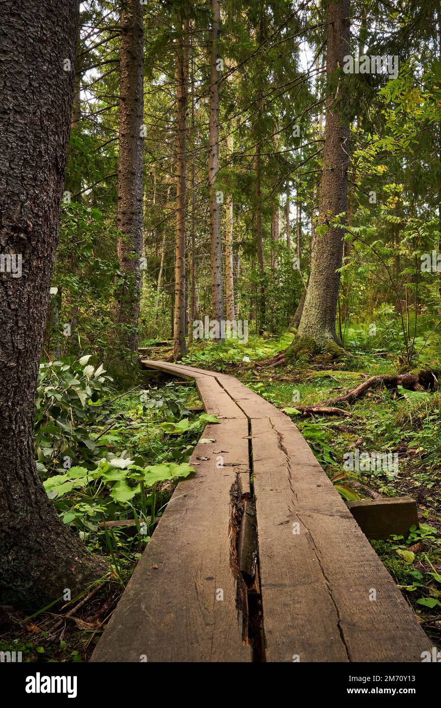 A vertical shot of a wooden walking path in a forest with tall pine ...
