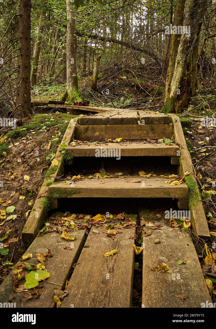 A vertical shot of a wooden stairway path in a forest with tall pine ...