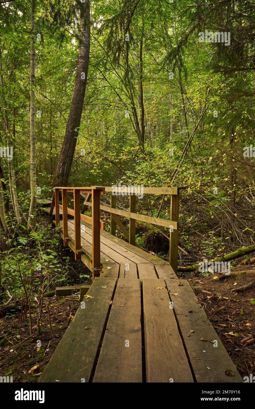 A vertical shot of a wooden walking path in a forest with tall pine ...