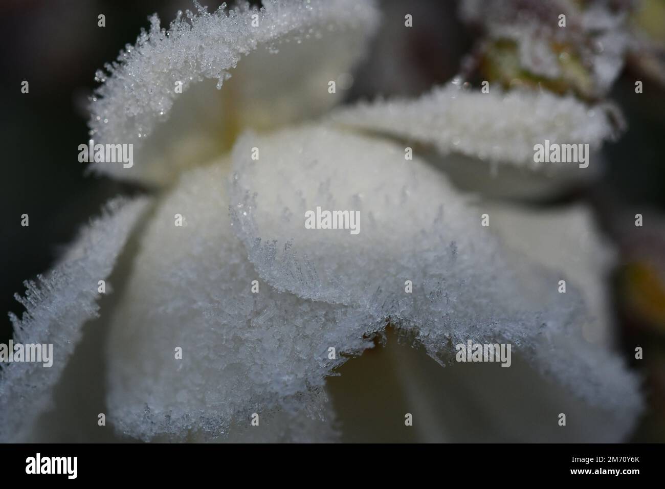 Macro photography of a frosted white rose Stock Photo - Alamy