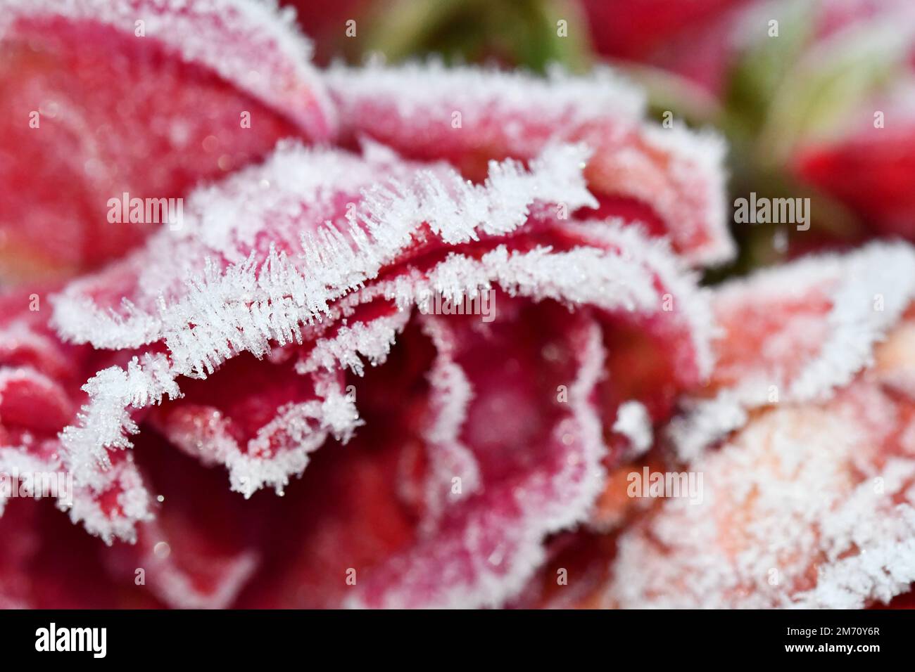 Macro photography of frosted red rose petals Stock Photo - Alamy