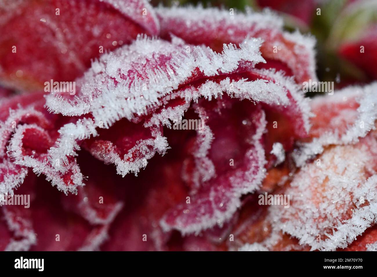 Macro photography of frosted red rose petals Stock Photo - Alamy